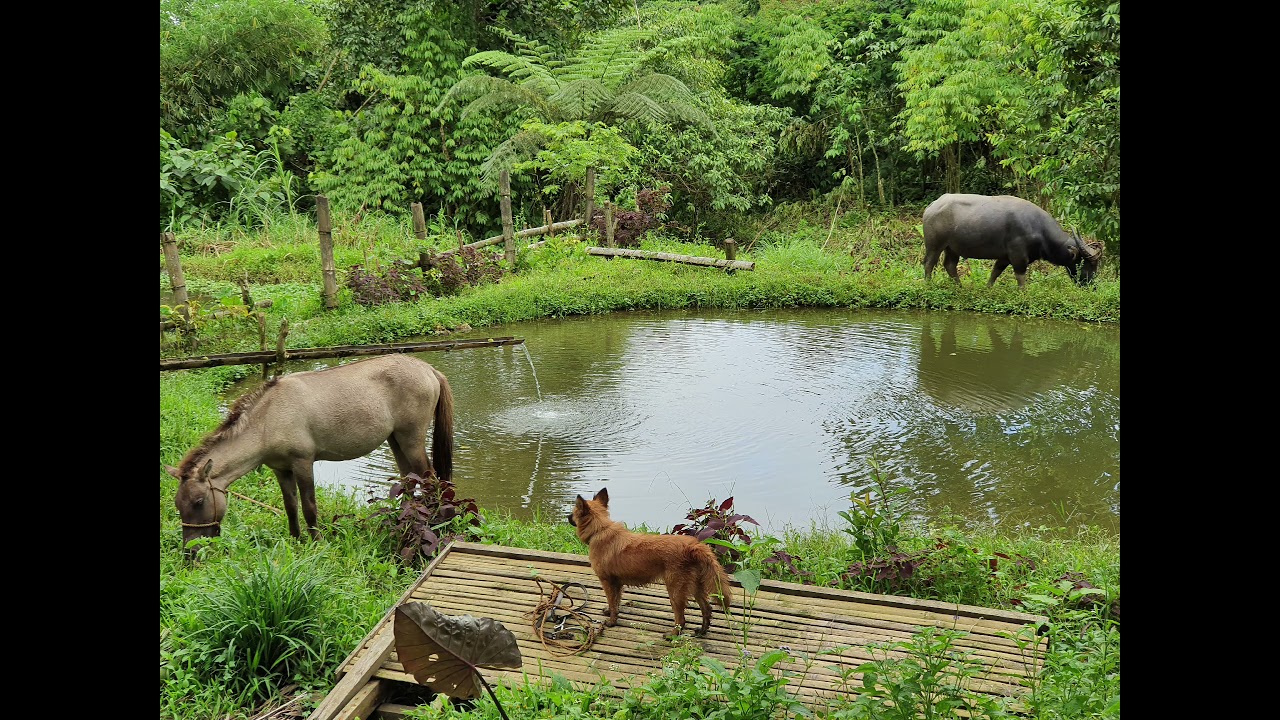 Our Circle Pond - YouTube