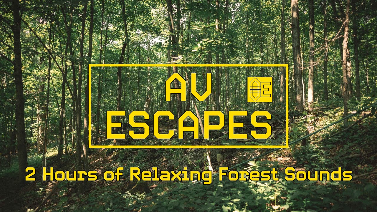 Nature Videos | Windy Forest Sounds | Two Hours of Relaxing White Noise ...
