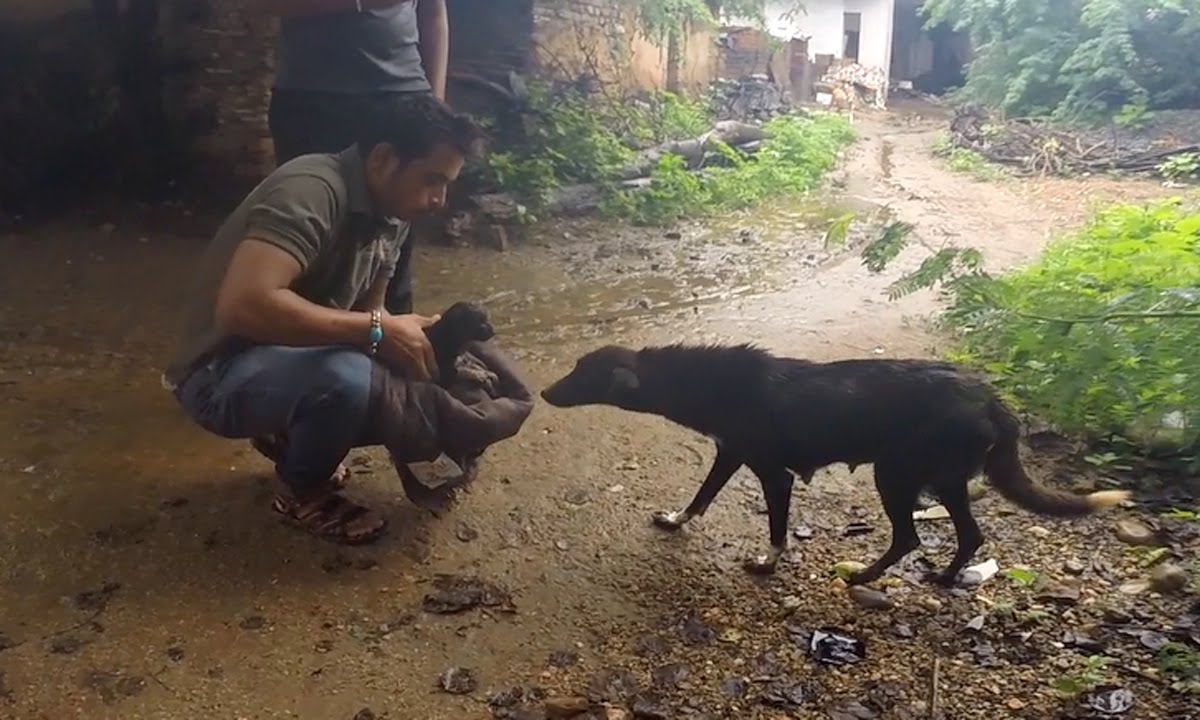 Puppy trapped under rubble reunited with mother. - YouTube