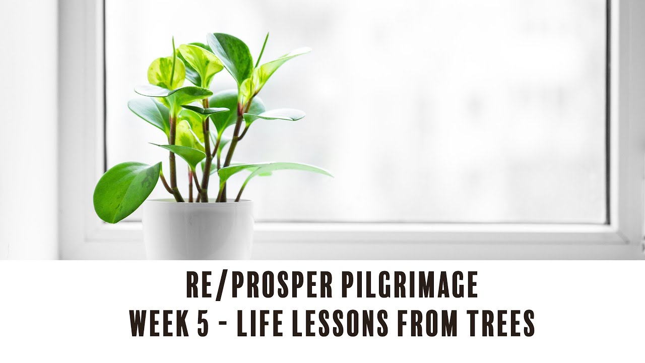 Religious Education PROSPER Week 5 - Life Lessons from Trees - YouTube