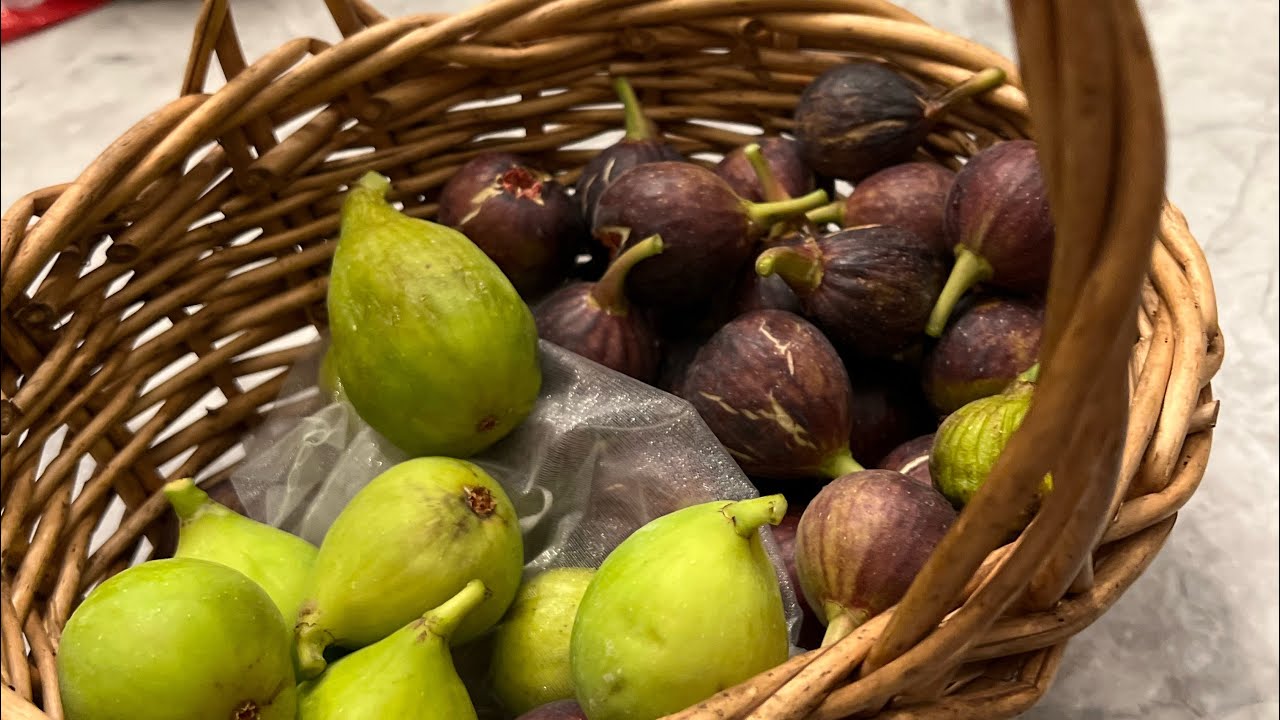 Spadafora Dark, Negronne - Fig tastings 2023 - YouTube