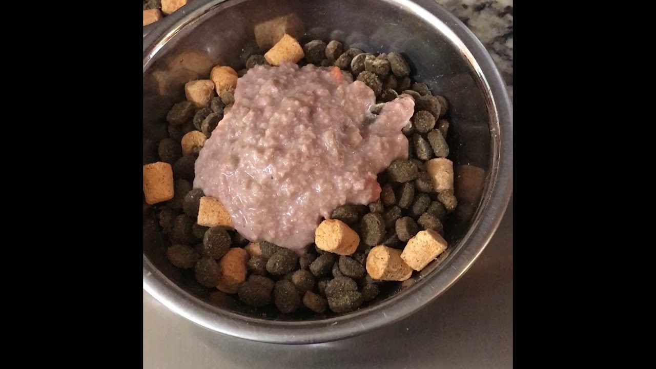 Feeding Charlie and Pebbles - YouTube