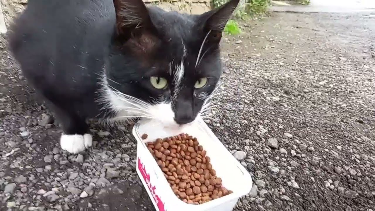 Cute hungry cat looking for food and I feed it | Feeding cats - YouTube