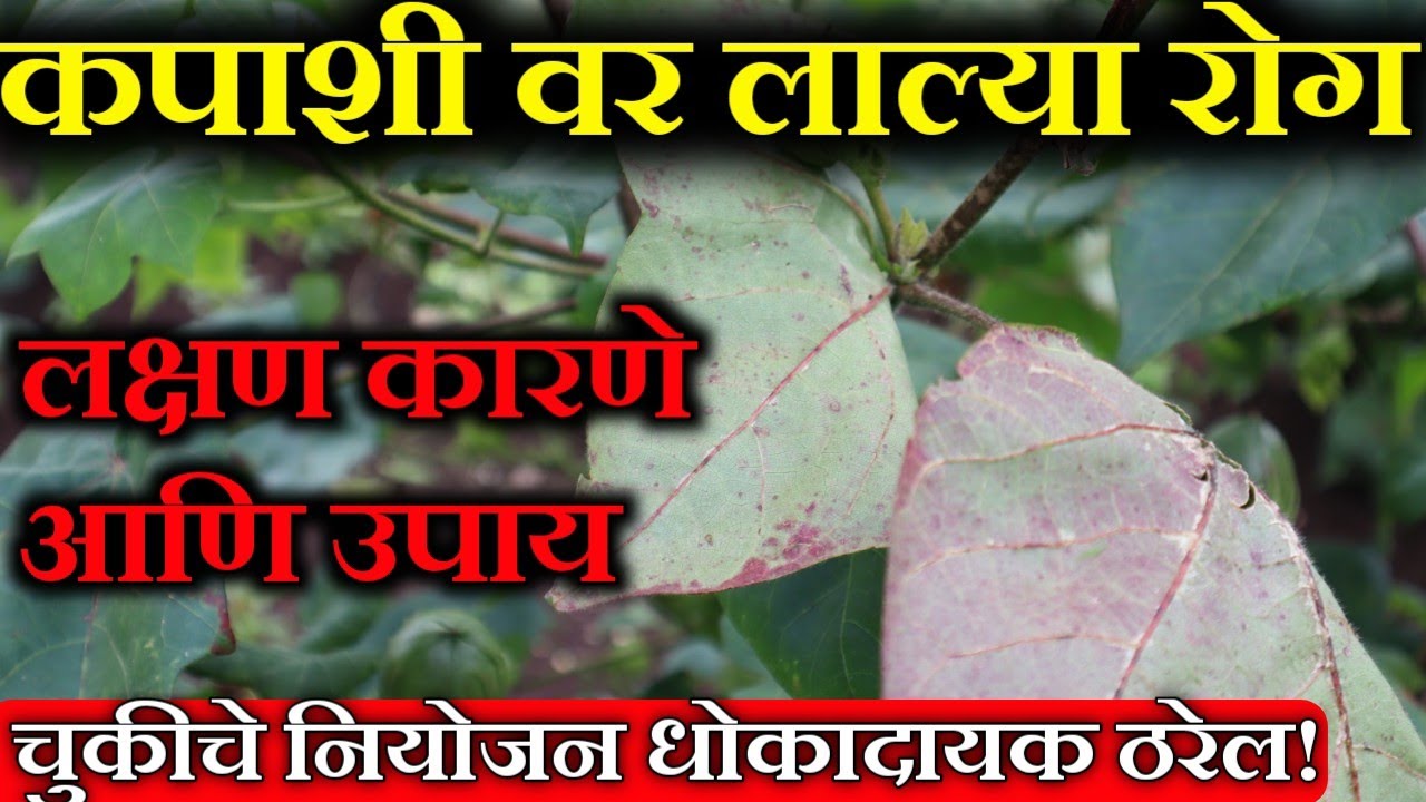 कपाशी पिकावर लाल रोग ( पानाला पिळे पडणे) येण्याची कारणे व फवारणी उपाय ...