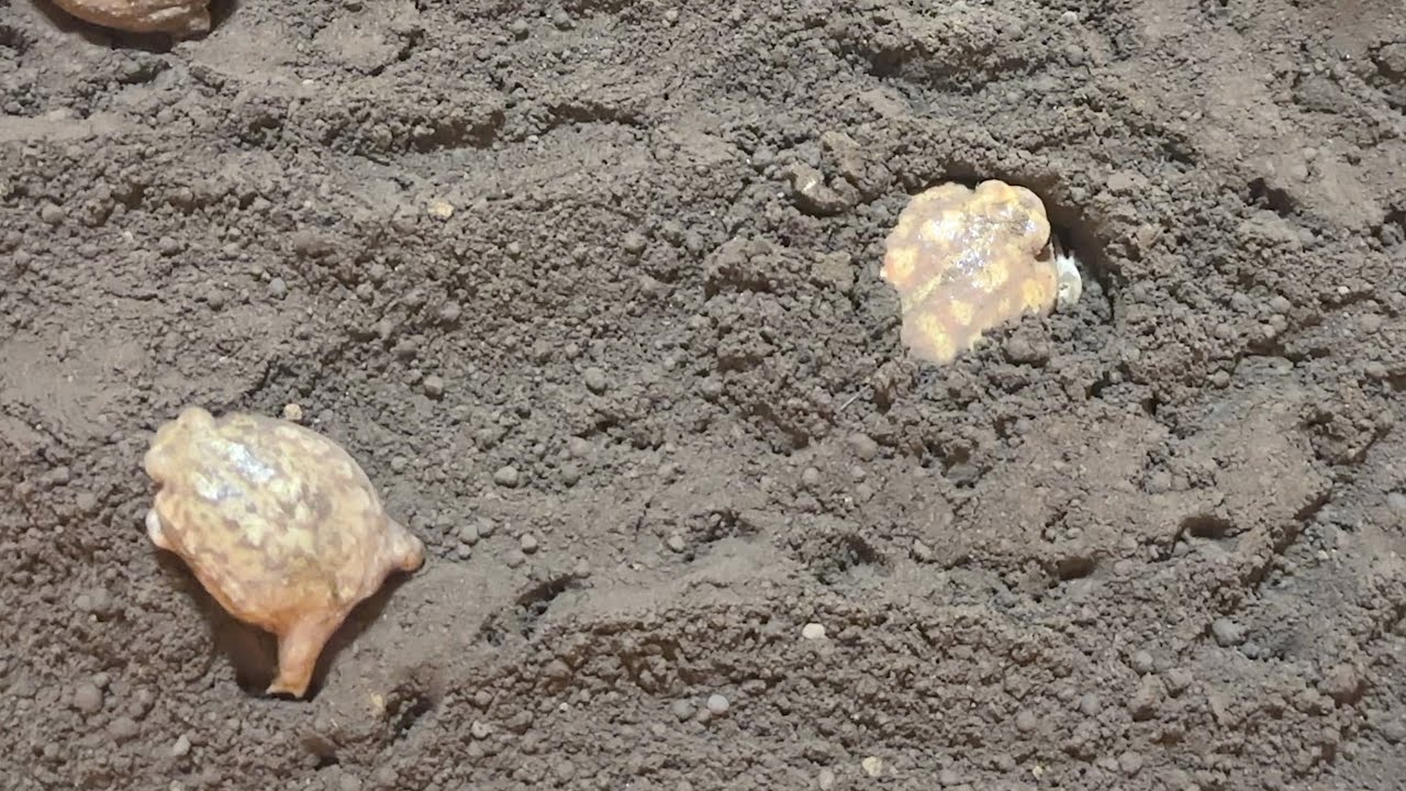 Cute footprints of Rain frog🚼 - YouTube