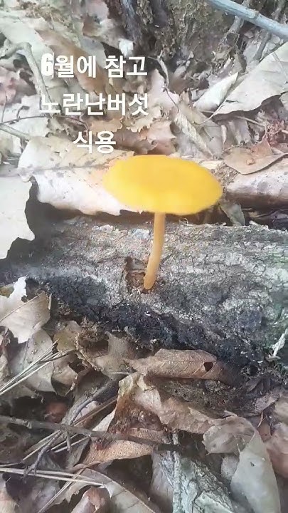 노란난버섯 썩은 활엽수에 발생 통도사 경내 자장동천 Youtube