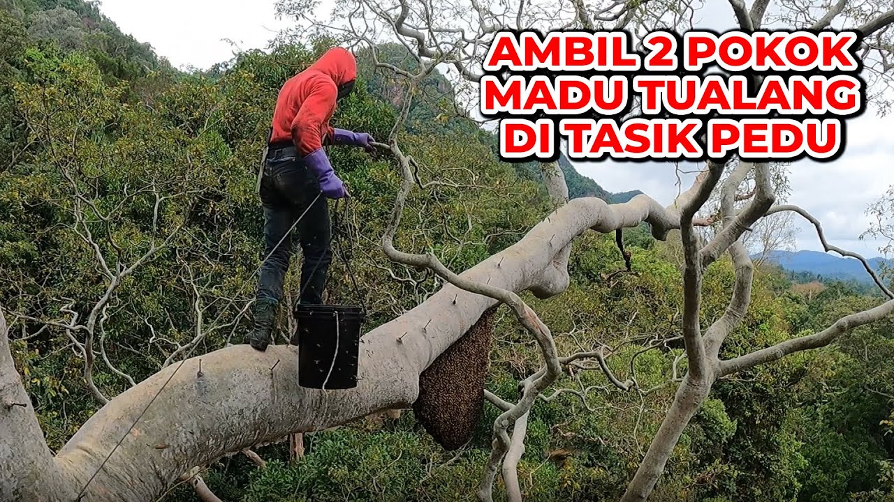 Collected Wild Honey From 2 Giant Tualang Trees | Ambil Madu Dari 2 ...