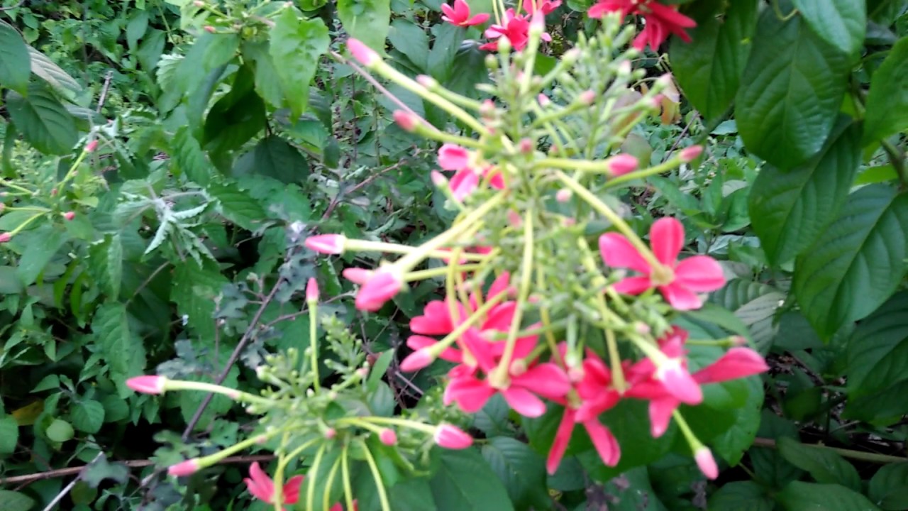 pini with flowers - YouTube