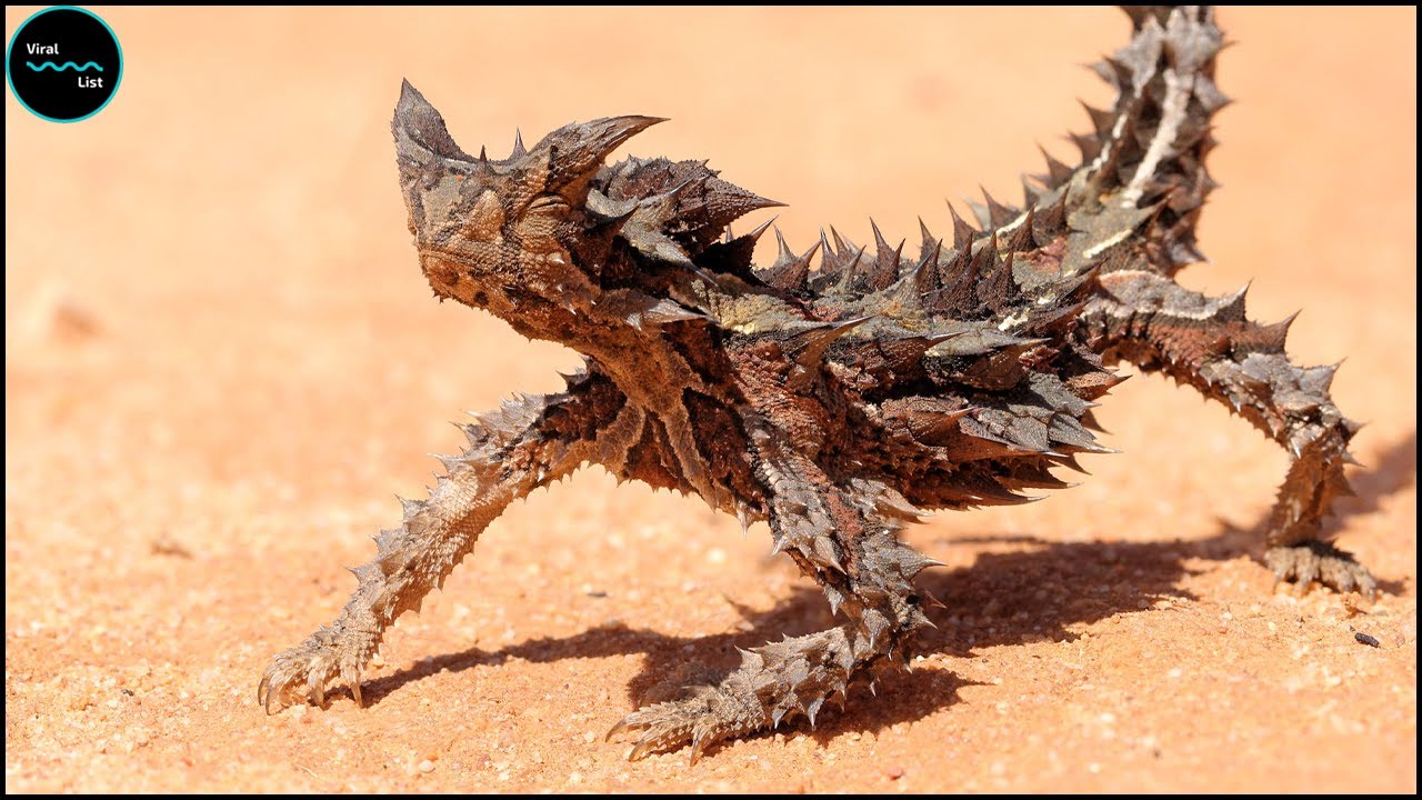 Thorny Devil Drinking
