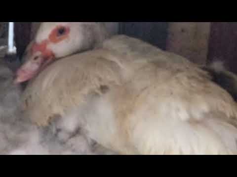 PATA empollando HUEVOS DE GALLINA!!! // pata empolla pollito // patas ...