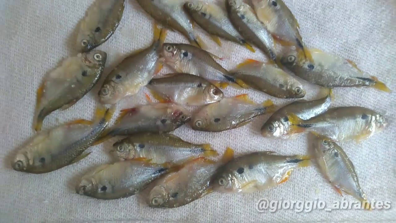 Como frita piabas - passo a passo - YouTube