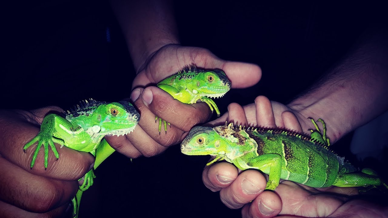 Baby iguana Hunting :Catching Sleeping iguanas At Night! - YouTube