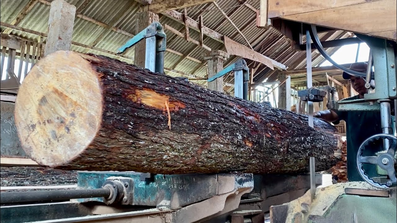 Sawing of young pine logs in a lumber factory - young pine lumber - YouTube