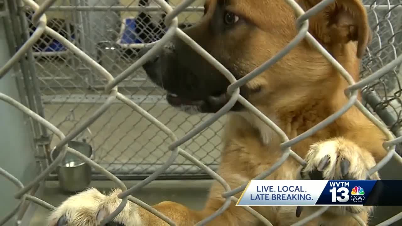 Shelby Humane grateful for community's help to meet payroll needs - YouTube
