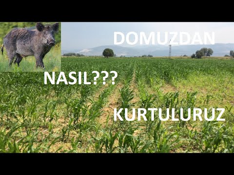 Mısır Tarlalarımızı Domuzdan Kurtarma Yöntemleri--- GÜLLECİ BULAMACI-SAÇ-ELEKTRİKLİ TEL