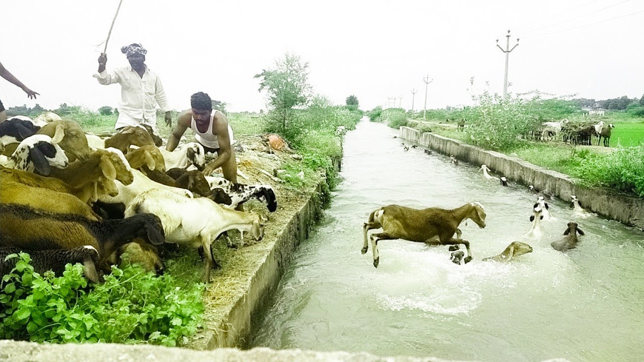 sheeps swimming in water🐑-sheeps jumping into the river-sheep videos ...