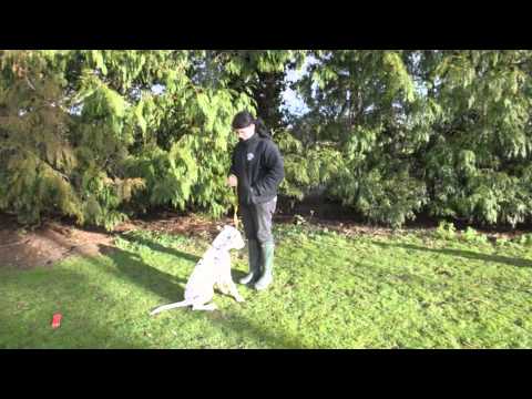 Maverick the Deaf Dalmation by Sarah Lucy Brown - YouTube