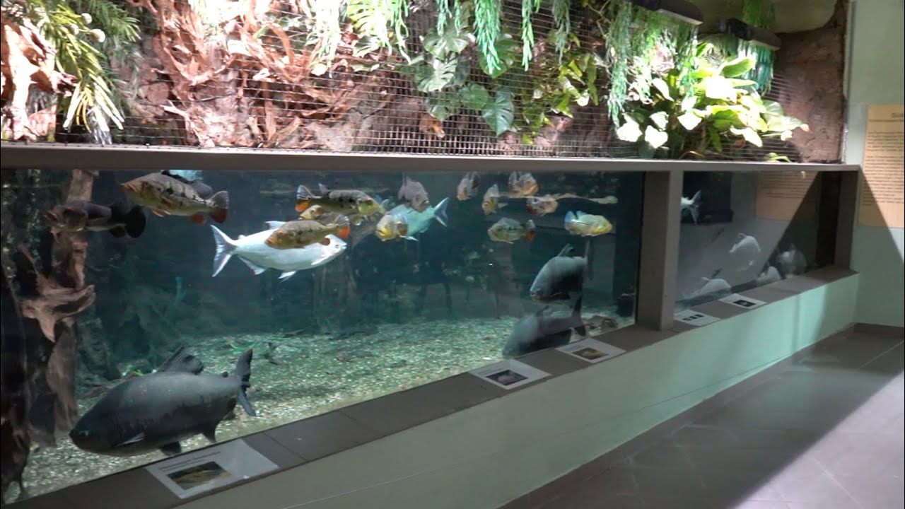 Parachromis dovii / Wolf cichlid | 30.000l Aquarium | Exotarium Oberhof ...