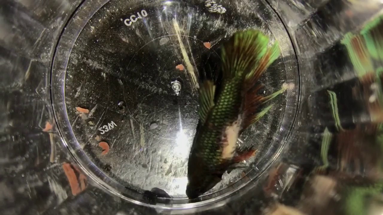 Rest in Aquarium Paradise - Pudge the peanut butter fish - YouTube