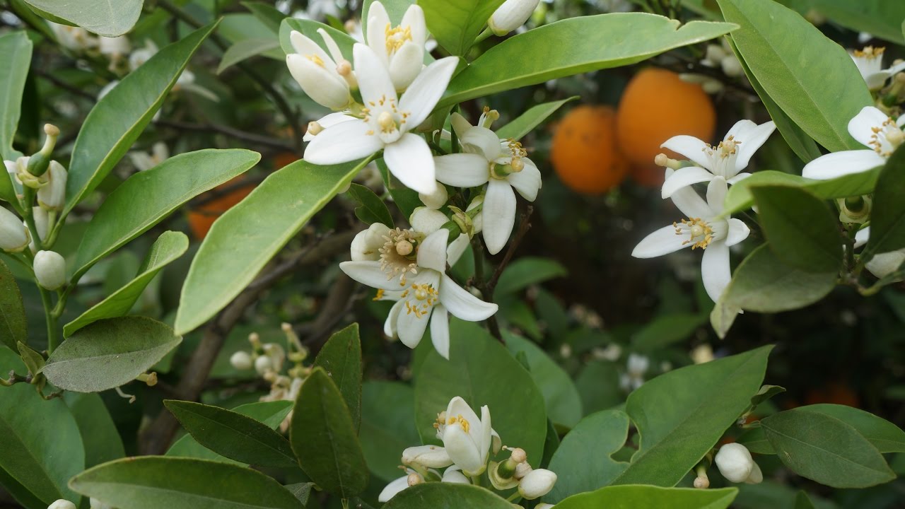 Citrus mechanical harvesting with canopy shaker - YouTube