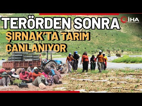 Şırnak'ta Atıl Arazilerde Karpuz Yetiştiriliyor