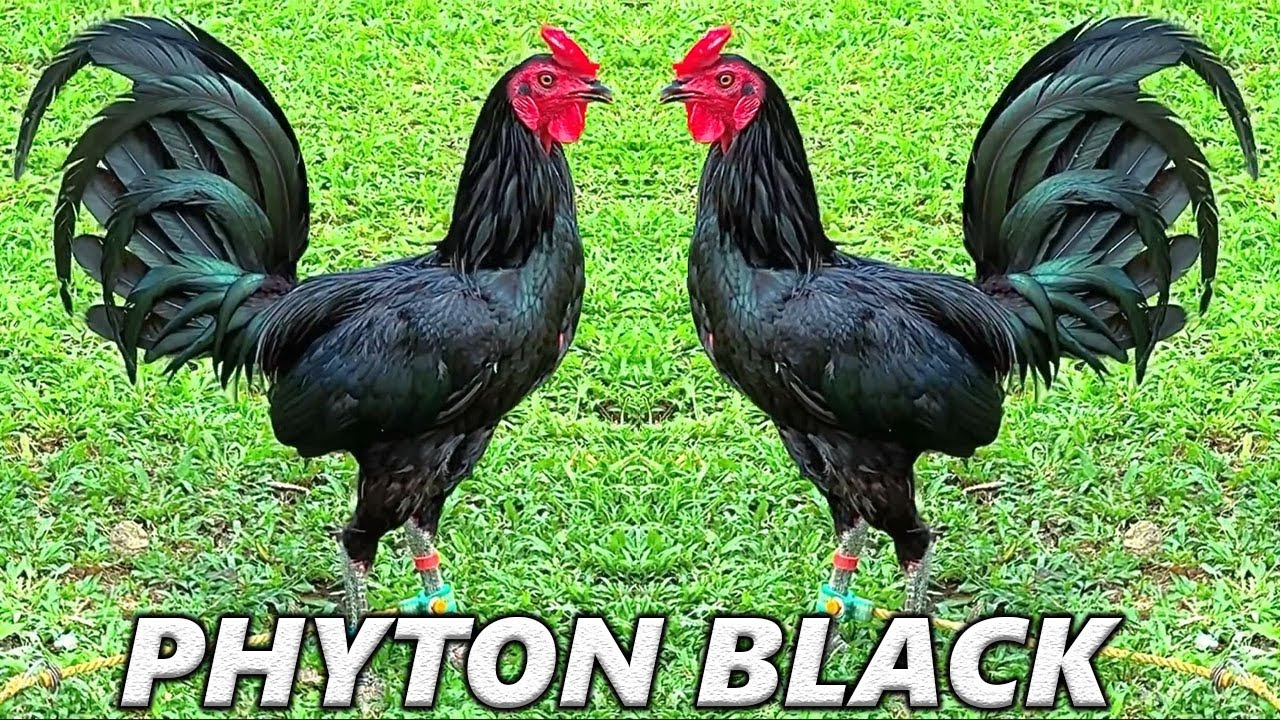 Beautiful Python Black - Kate & Kurt Farm Sorsogon Philippines - YouTube