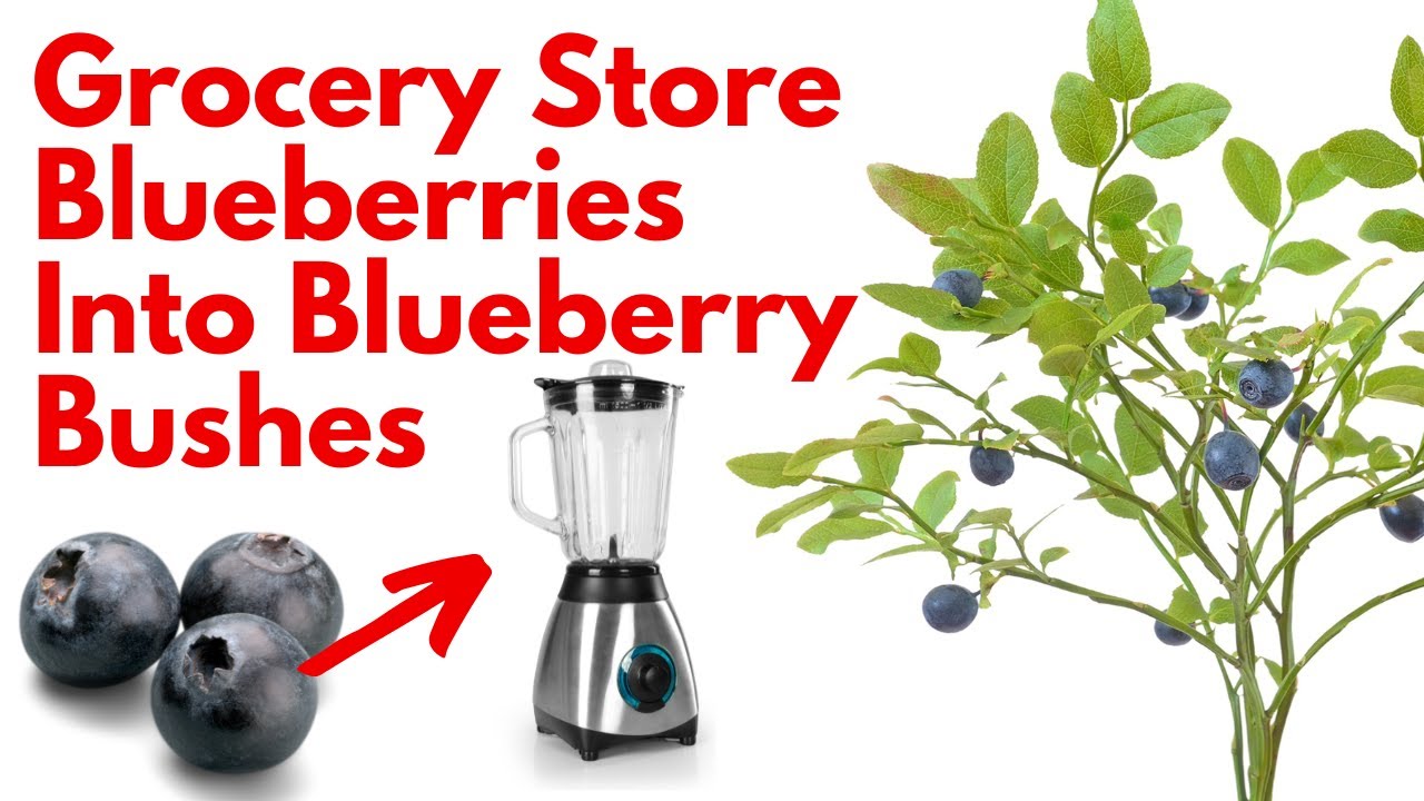 Taking Grocery Store Blueberries || Follow These Steps For Successful ...