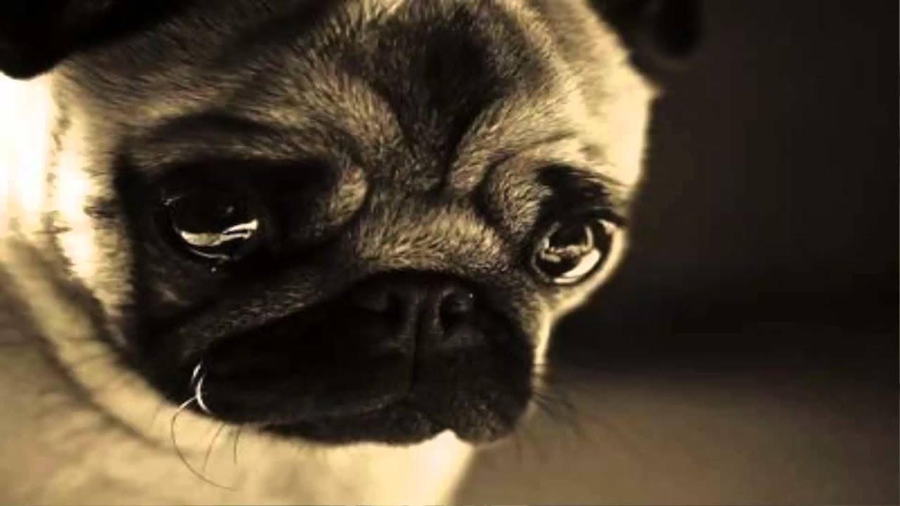 LOS ANIMALES TAMBIEN LLORAN - YouTube