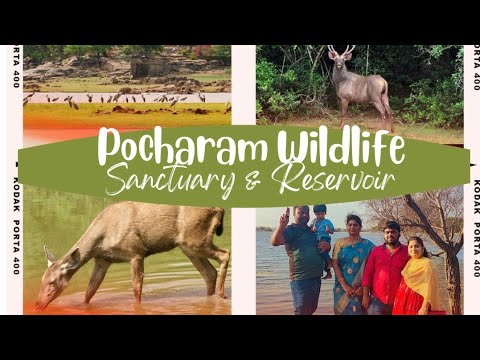 Exciting Jungle Safari @ Pocharam Wildlife Sanctuary Forest & Reservoir ...