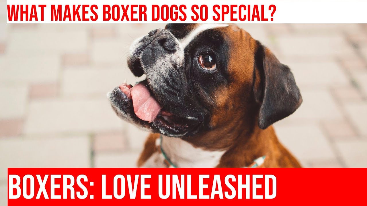 Meet the Friendly and Lively Boxer Dog: A Perfect Pet! - YouTube