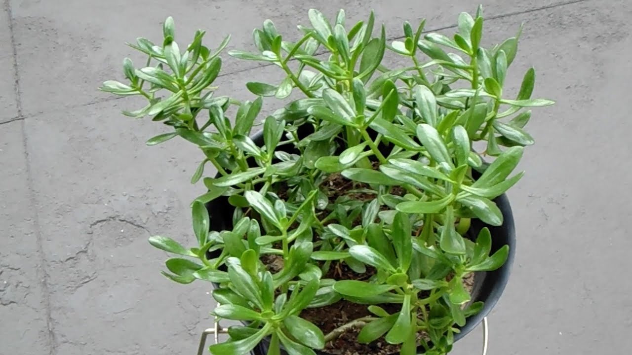 Jade Plant or Crassula Ovata - Visual Identification - YouTube