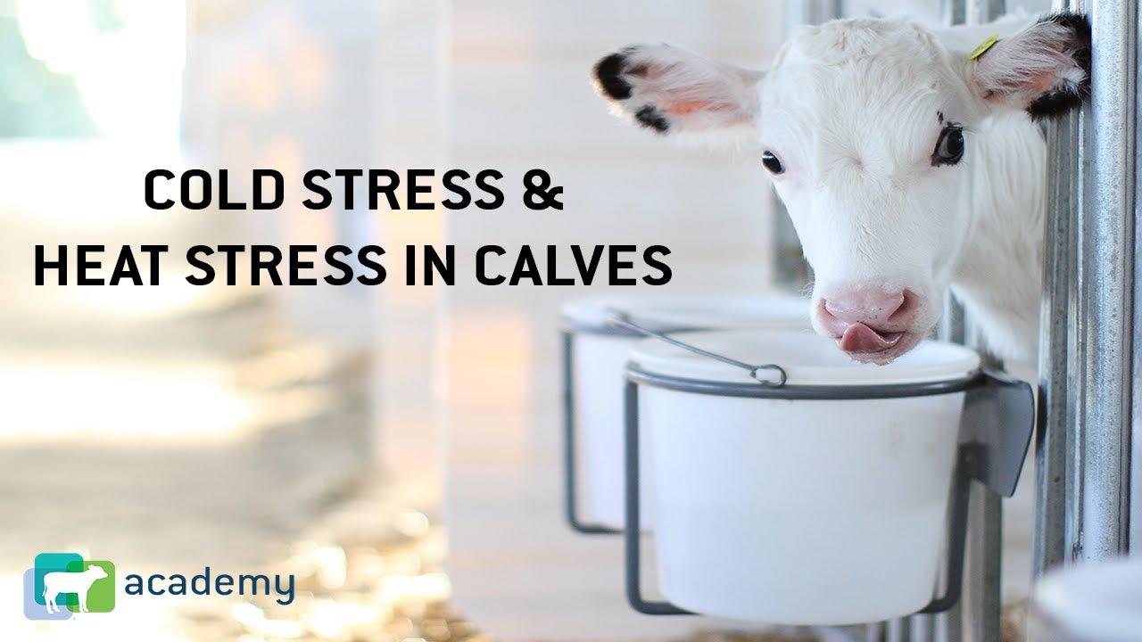 Cold Stress and Heat Stress in Dairy Calves - YouTube