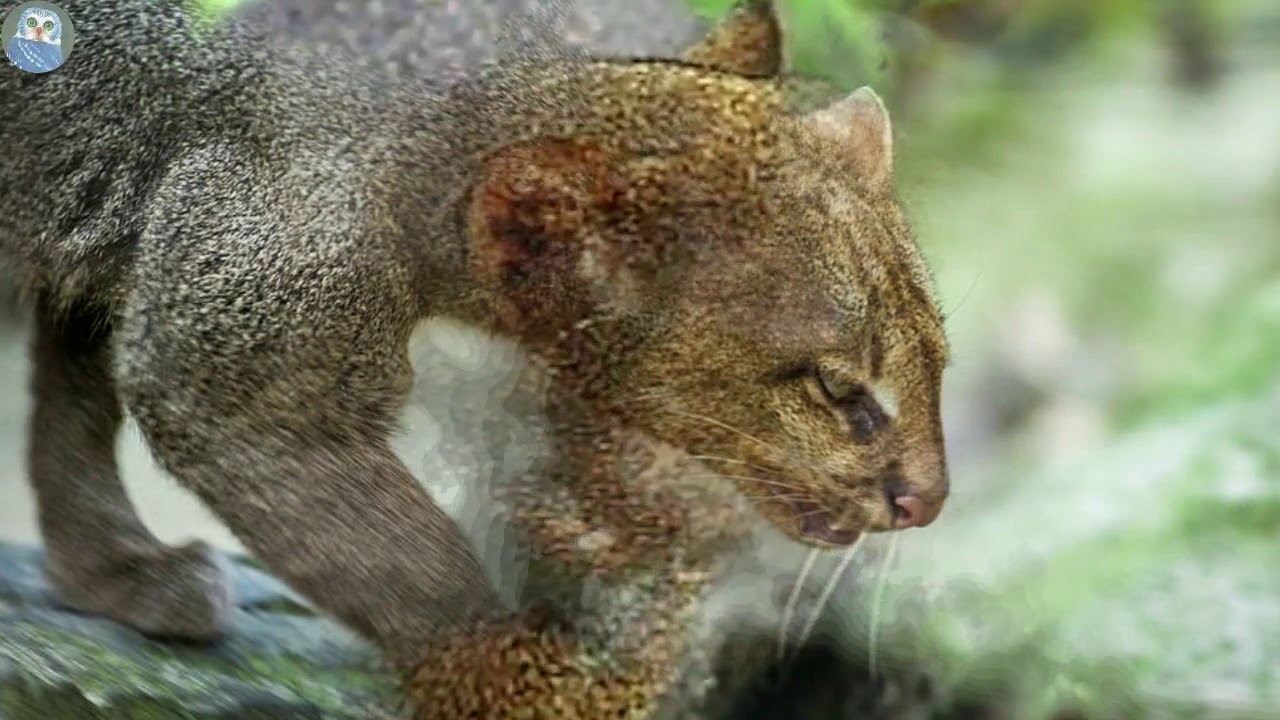 Gato Maracajá Onde Vive - FDPLEARN