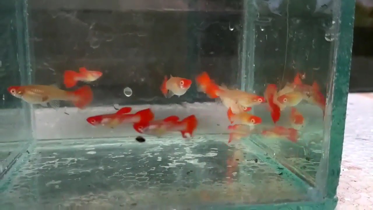 Albino Red Cap Koi Guppy - YouTube