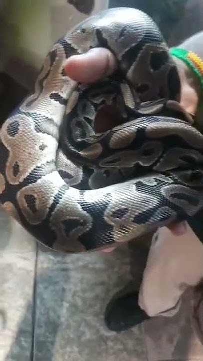 bull python - YouTube