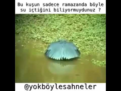 Bu kuş sadece Ramazan'da böyle su içiyor