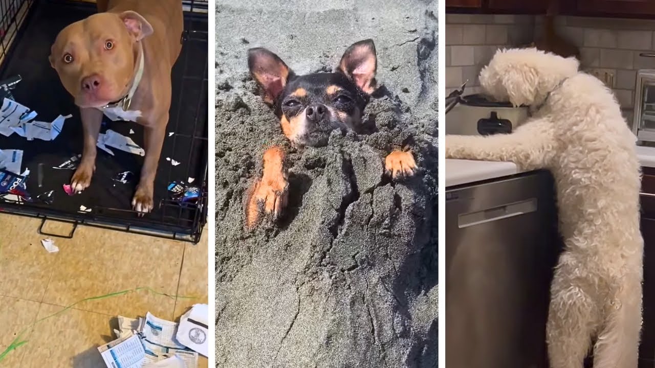 Dogs Being Goofy – They Just Can’t Help Themselves - YouTube