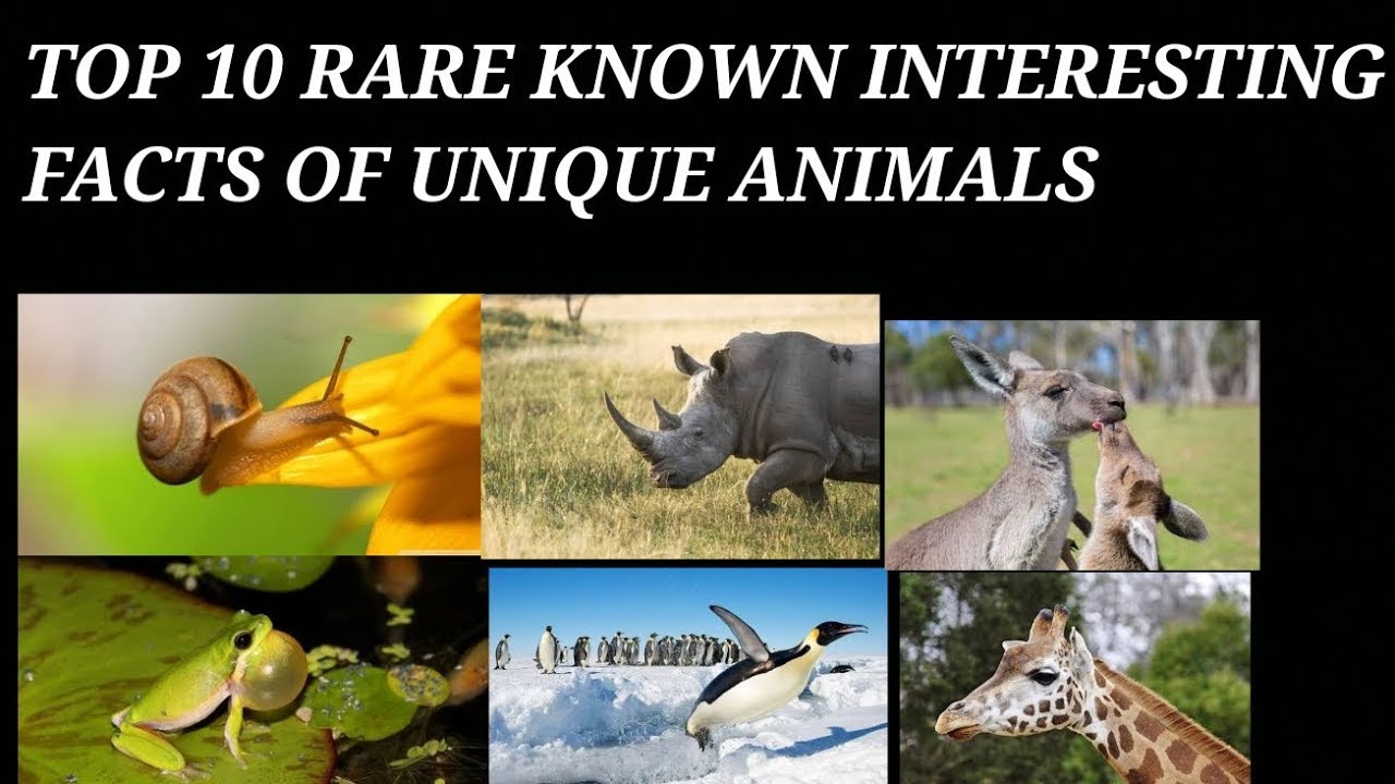 Top 10 rare known facts of unique animals|interesting facts|shocking ...