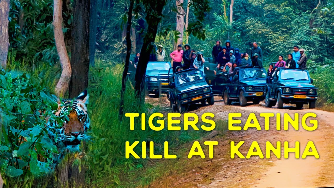 (Day 2) Kanha National Park - Mukki Gate Tiger Safari - (MV3, Mahavir 3 ...