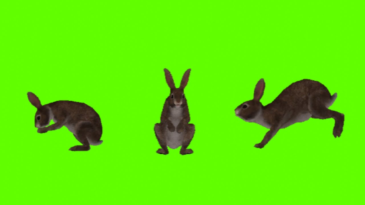 Green Screen Rabbit Character Multiple Pose | Cartoon Characters No ...