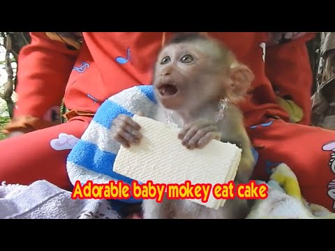 Adorable baby monkey eat cake |polo monkey#56 - YouTube