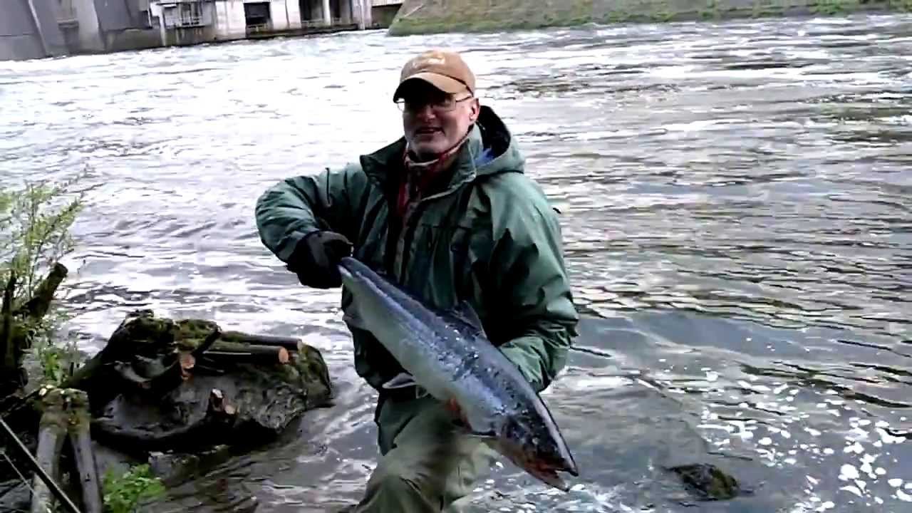 Salmon Fishing Ireland 2013. The Dam Fishery. ( HD ) - YouTube