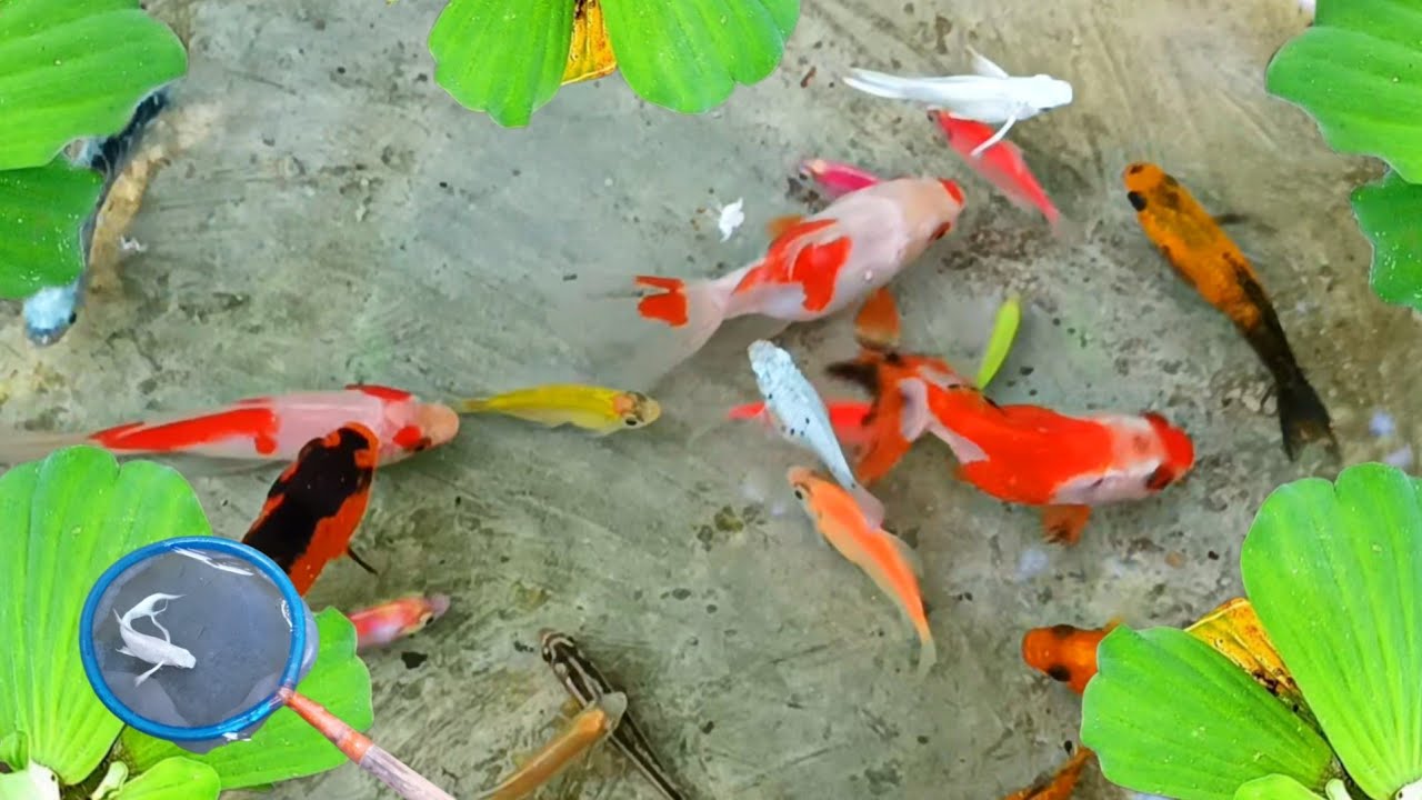 finding ornamental fish koi fish Koki fish catfish betta fish Molly ...