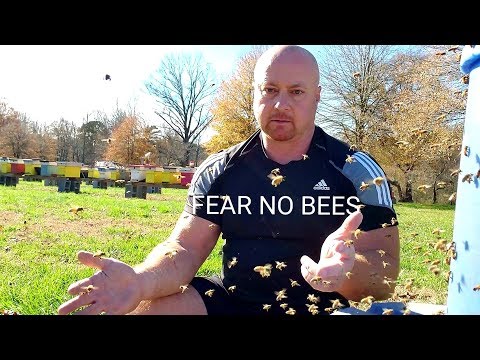 Why Do Bees Chase You For No Reason