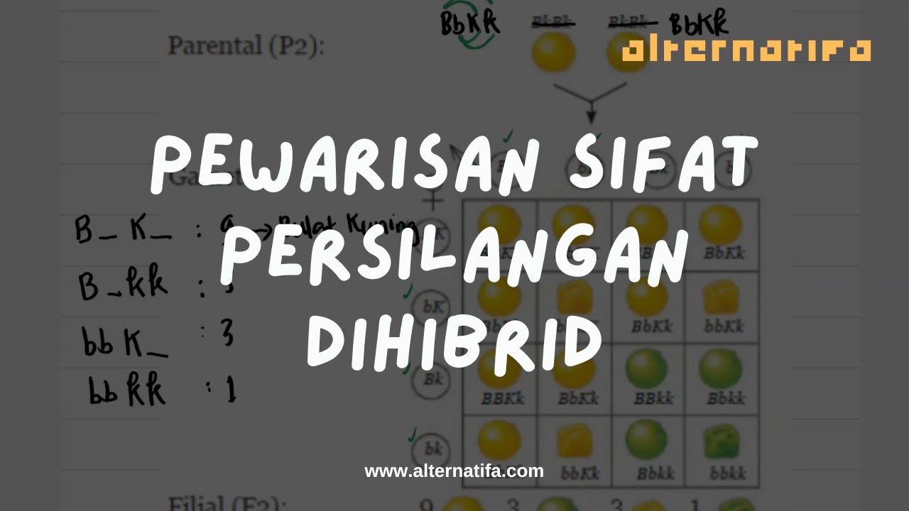 Pewarisan Sifat: Persilangan Dihibrid | Biologi | Alternatifa - YouTube