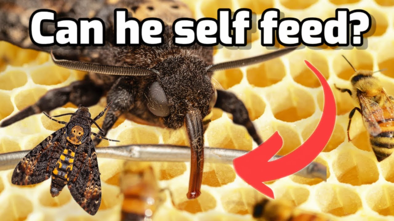 The cutest MOTH SQUEAKS while he trys honey 🔉 - YouTube