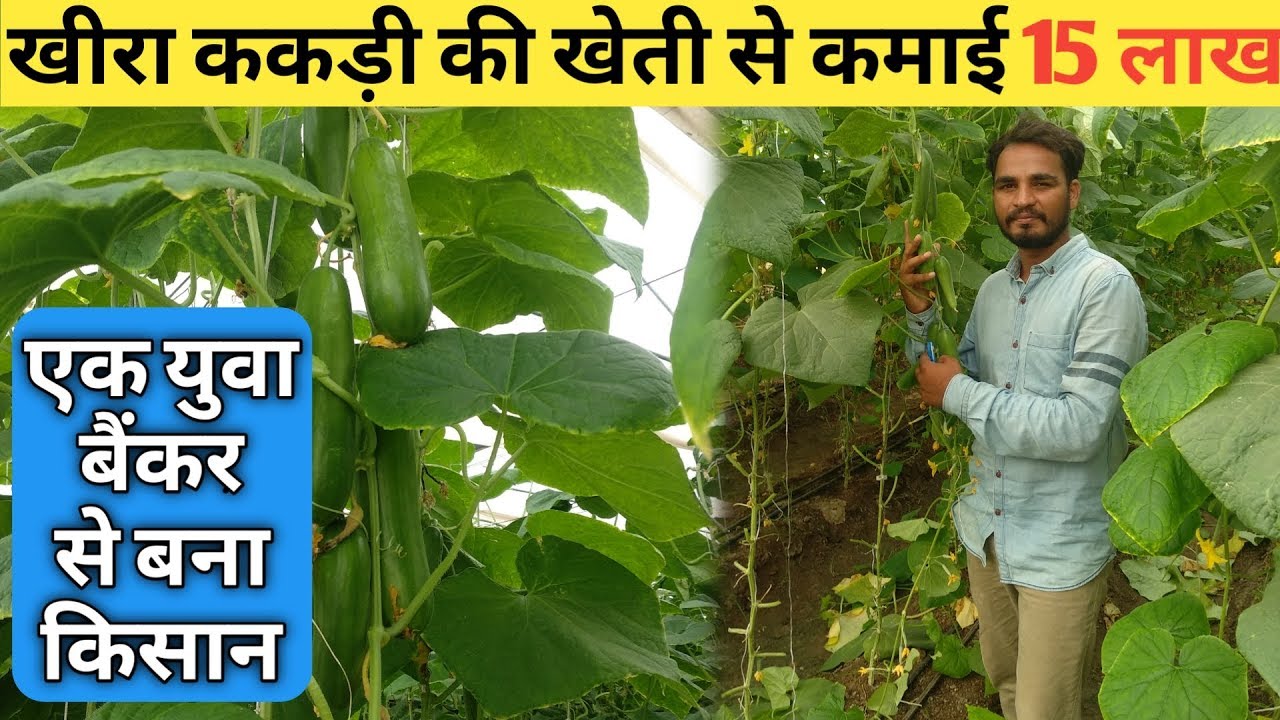 खीरा ककड़ी की खेती से 4 महीने में कमाई 15 लाख || पॉलीहाउस में खीरा की ...