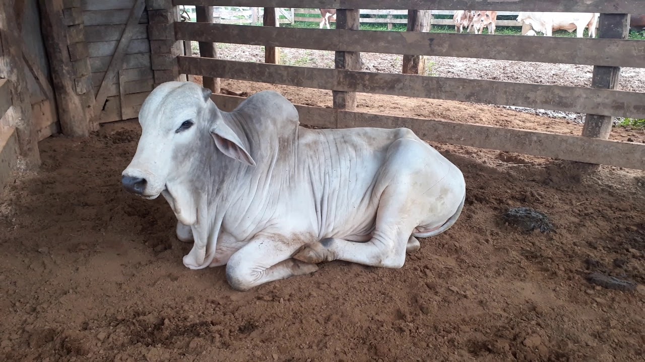 Pós retirada de gabarro. Animal acordando - YouTube