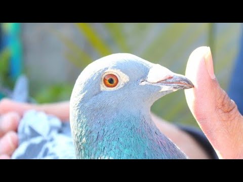Different Colour Of Racing Pigeons - Red Checker- Blue Checker-Mealy ...