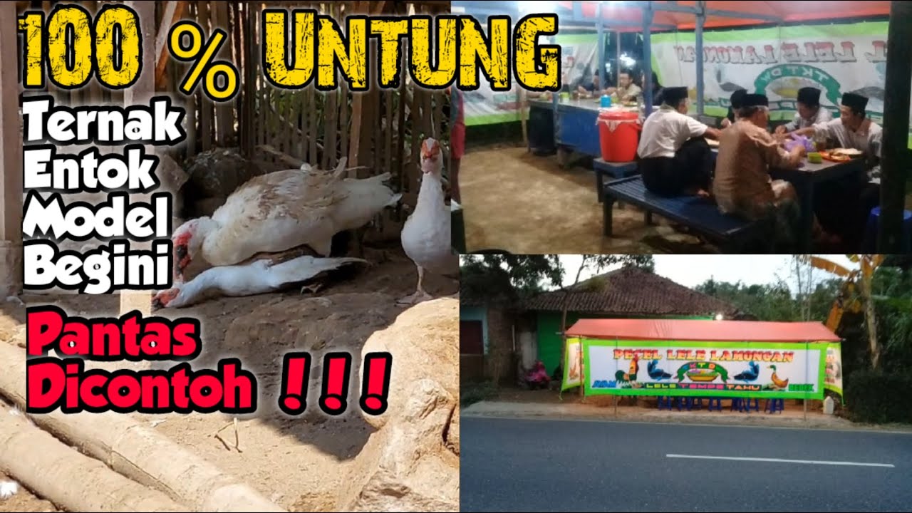 TERNAK ENTOK 100 % UNTUNG l IKUTI CARA INI ! Inovasi Usaha Idaman ...